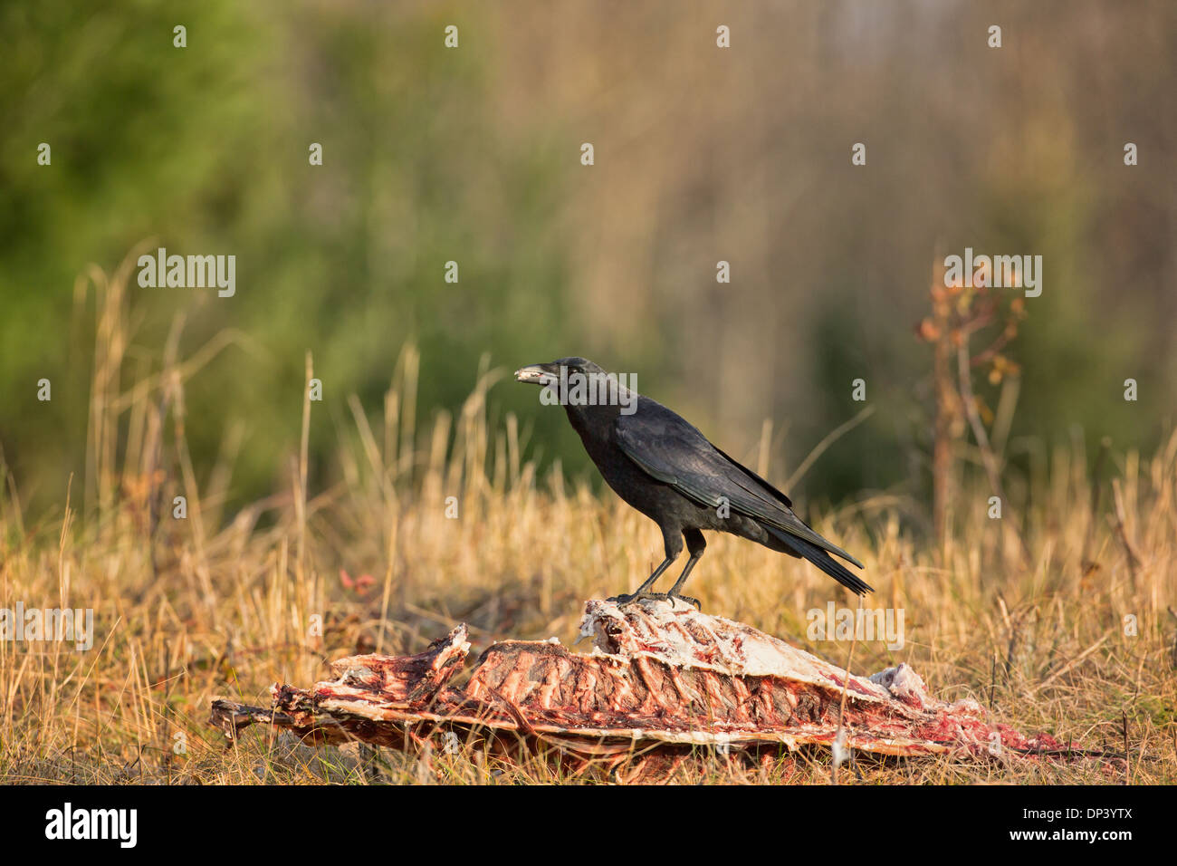 American crow feeding on a deer carcass Stock Photo - Alamy