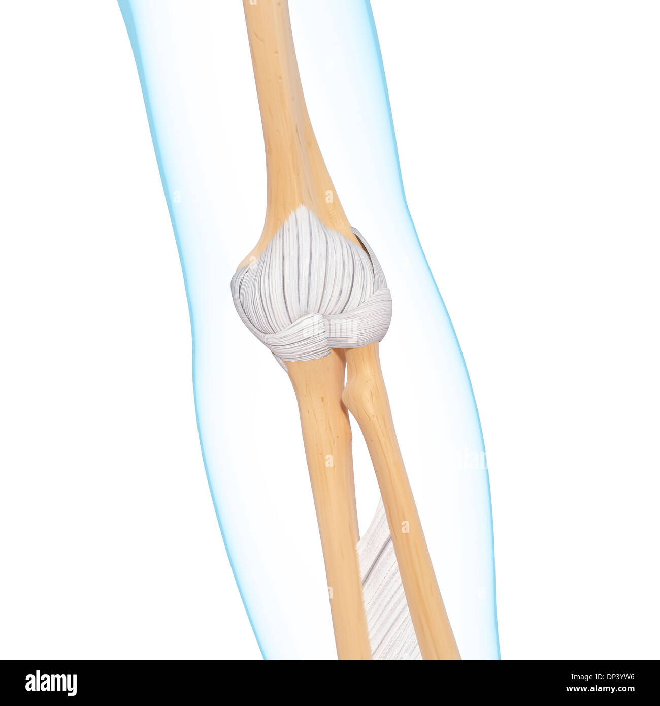 Human arm bones, artwork Stock Photo - Alamy