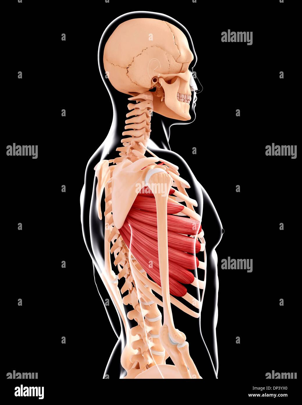 Human musculature, artwork Stock Photo - Alamy