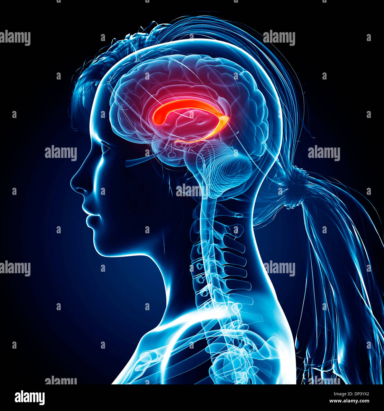 Female brain, artwork Stock Photo - Alamy