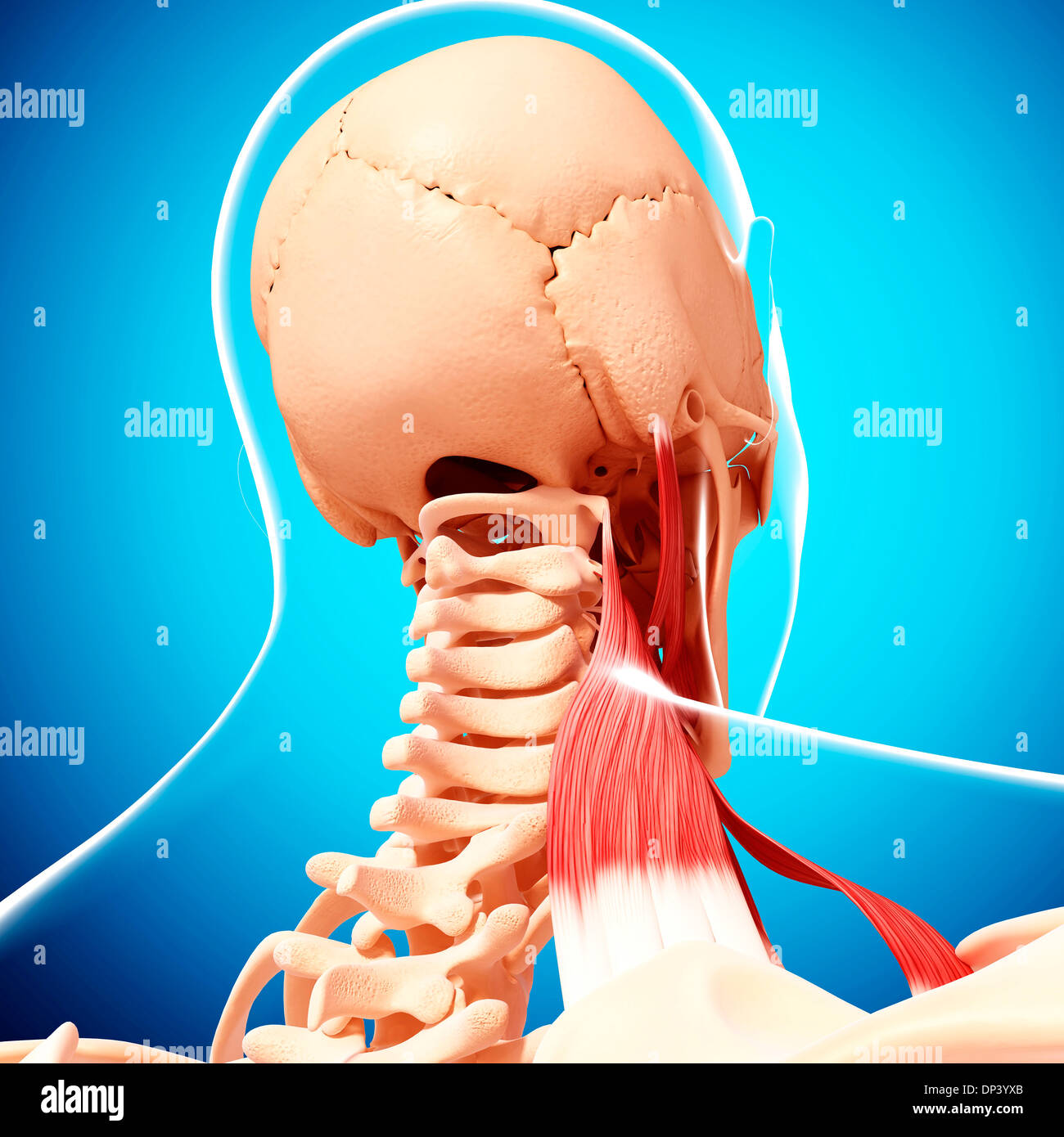 Human neck musculature, artwork Stock Photo - Alamy