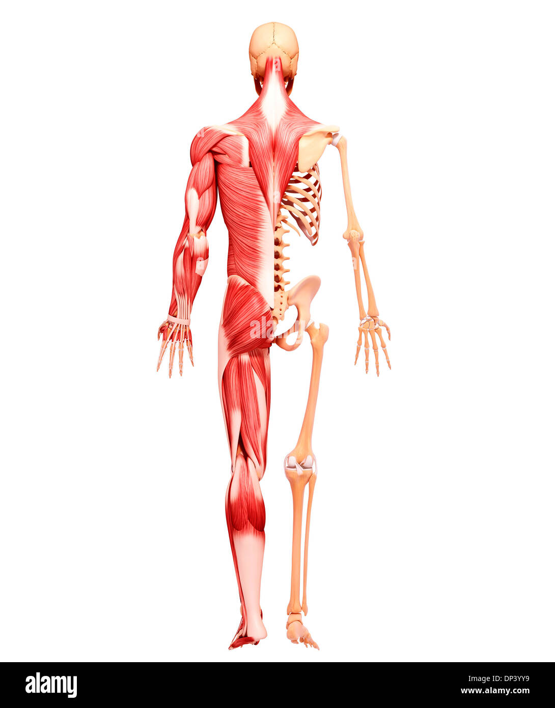 Human musculature, artwork Stock Photo - Alamy