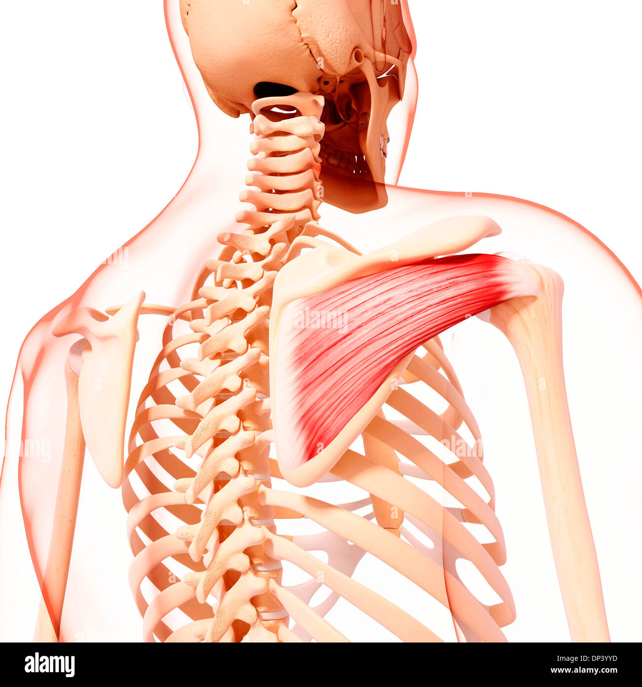 Human shoulder musculature, artwork Stock Photo - Alamy