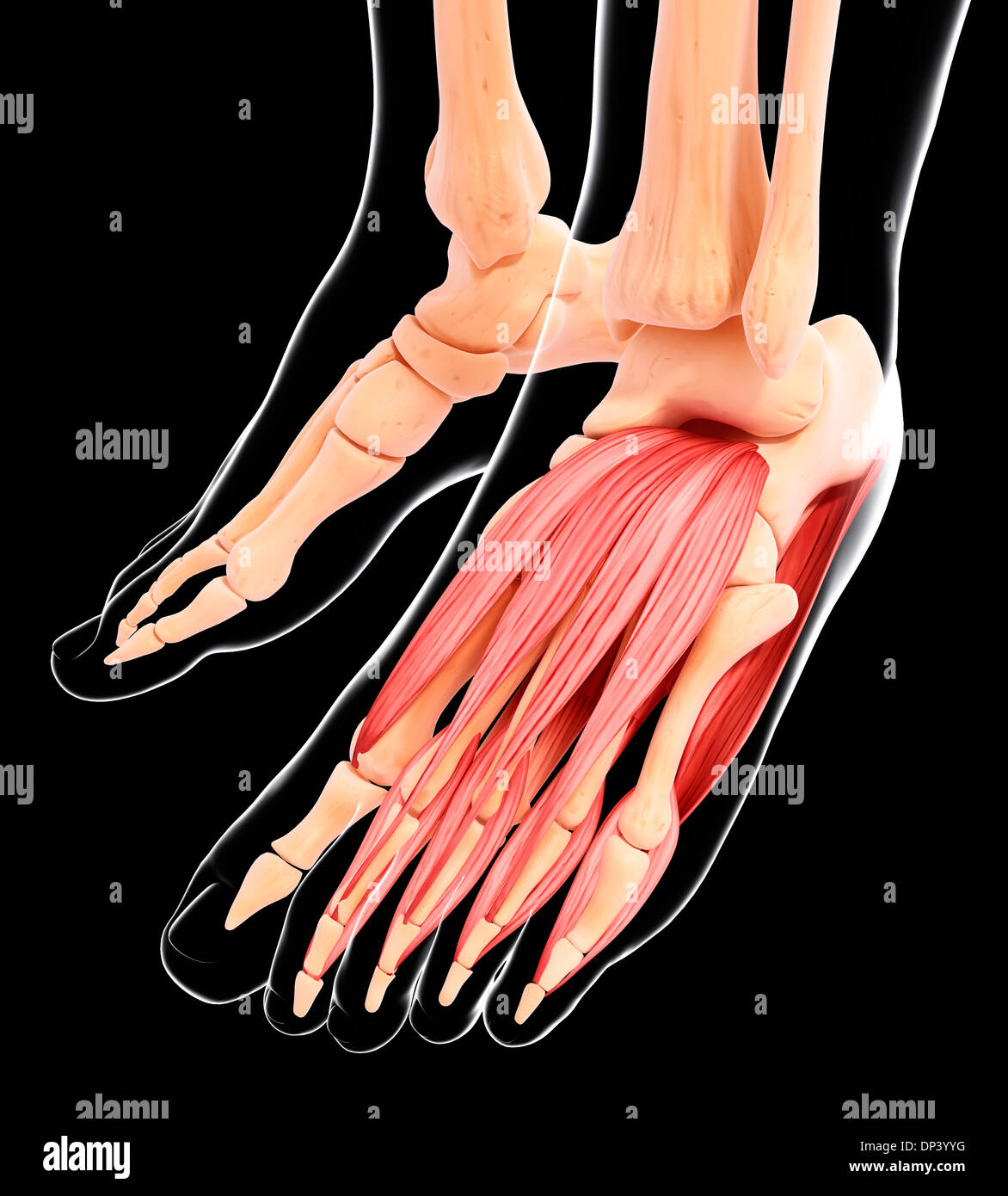Human foot musculature, artwork Stock Photo - Alamy