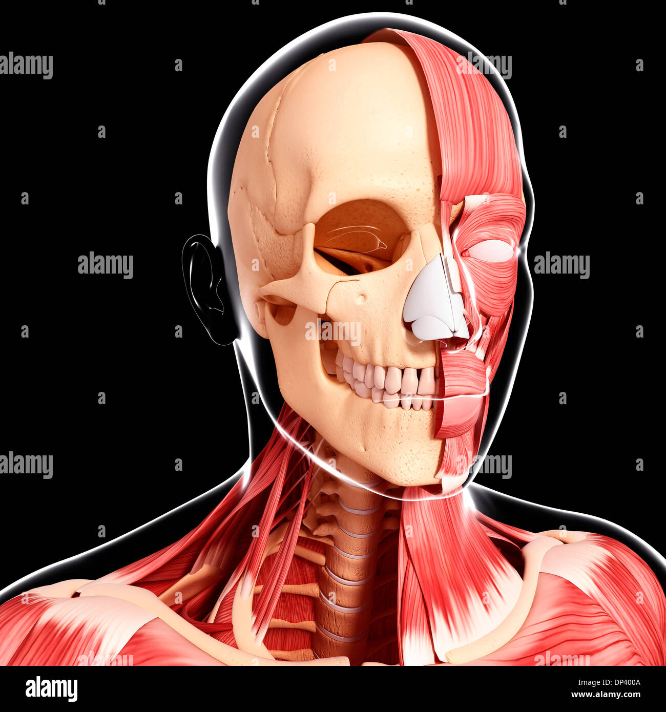 Occipitofrontalis Muscle Stock Photos & Occipitofrontalis Muscle Stock ...