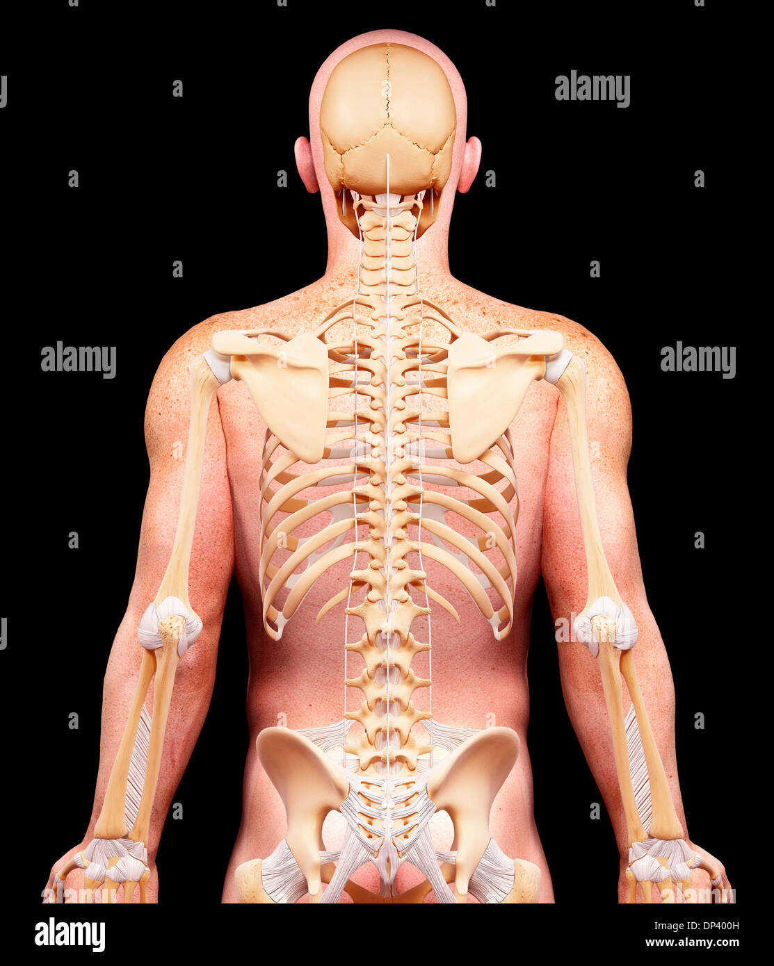 Male skeleton, artwork Stock Photo - Alamy