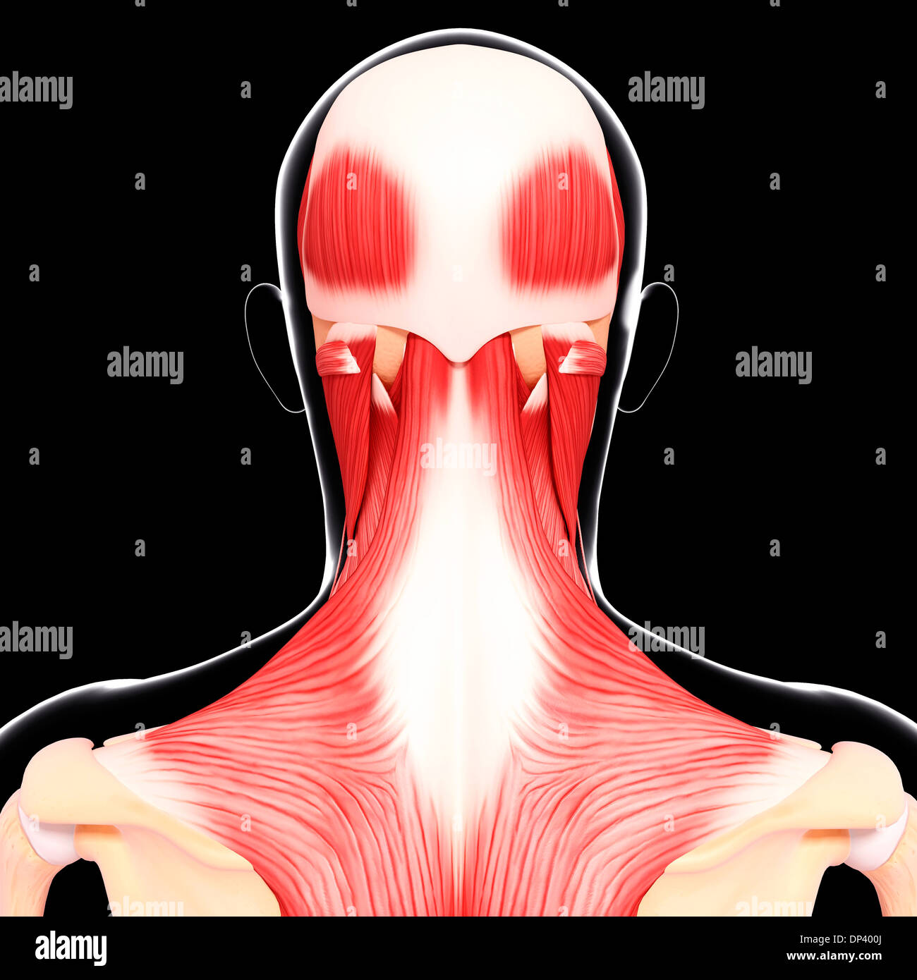 Human head musculature, artwork Stock Photo - Alamy