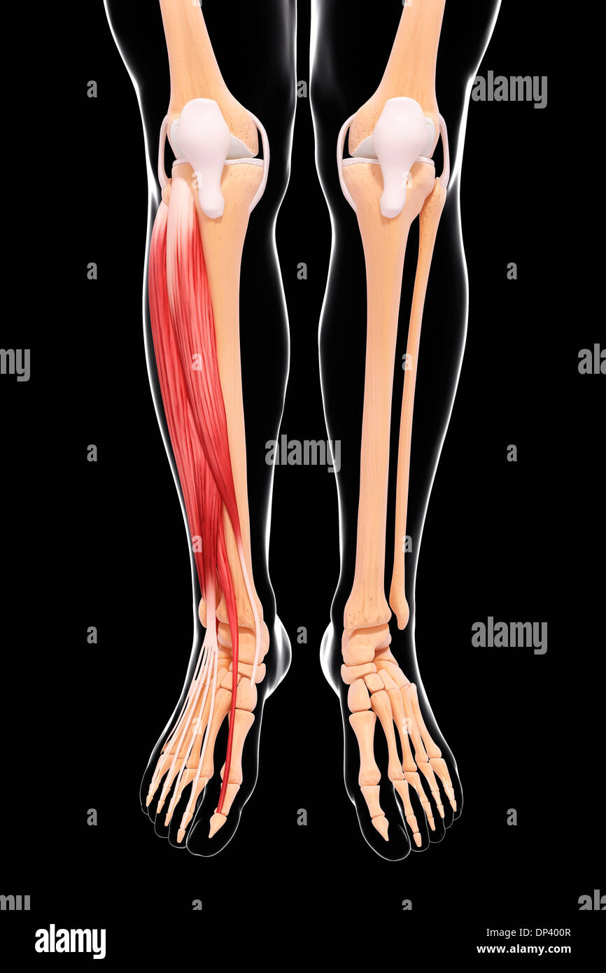 Human leg musculature, artwork Stock Photo - Alamy