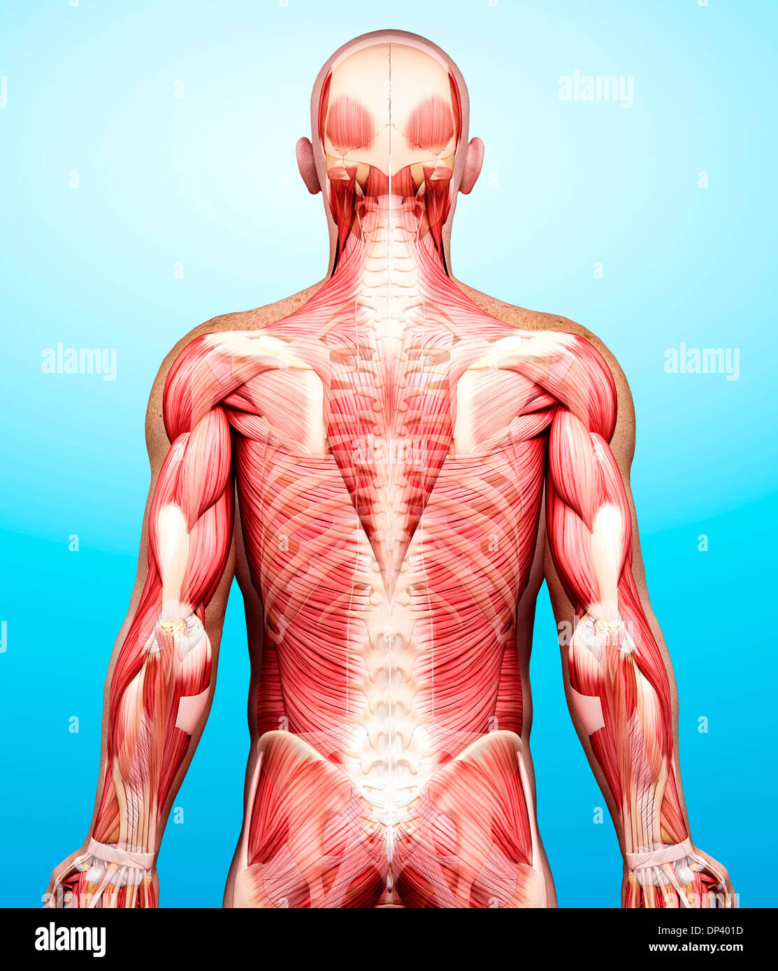 Male musculature, artwork Stock Photo - Alamy