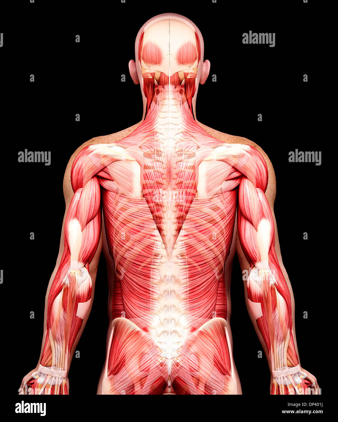 Male musculature, artwork Stock Photo - Alamy