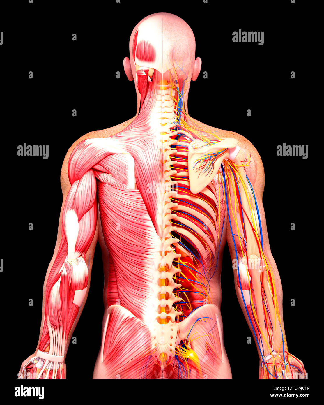 Male anatomy, artwork Stock Photo - Alamy
