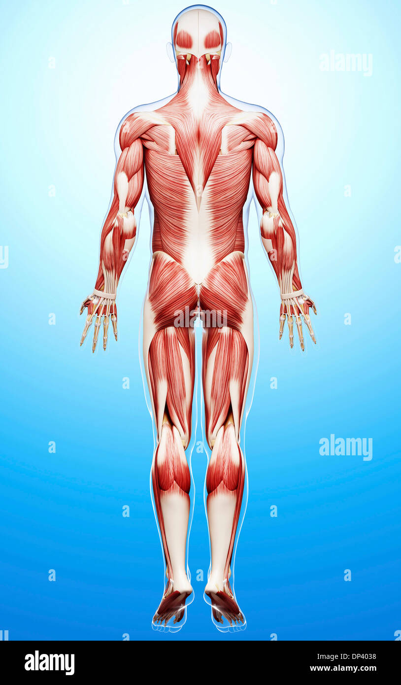 Full male body hi-res stock photography and images - Alamy