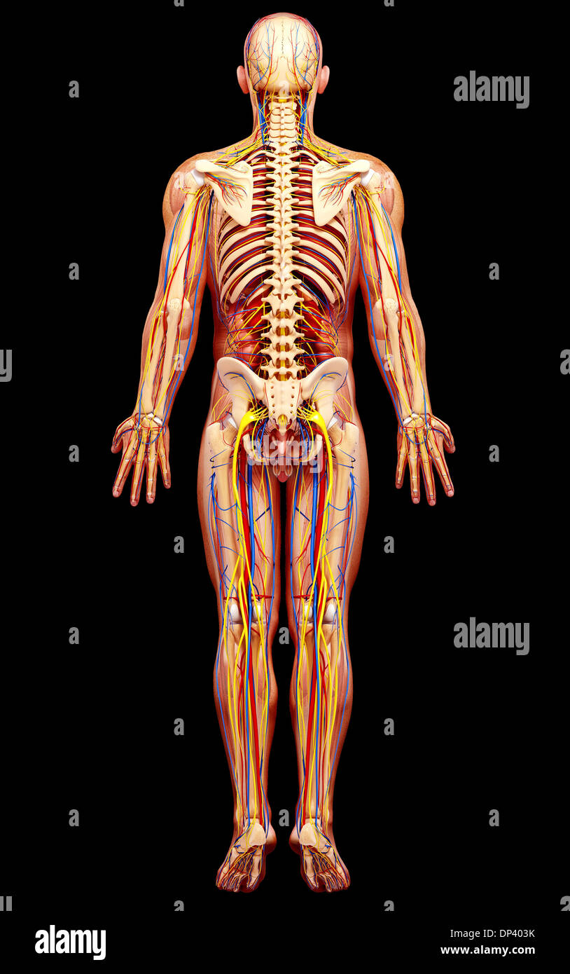 Male anatomy, artwork Stock Photo - Alamy