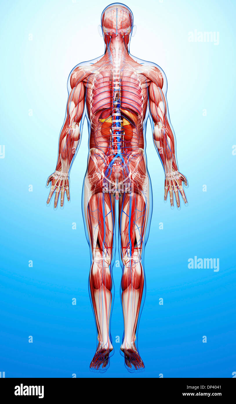 Male anatomy, artwork Stock Photo - Alamy