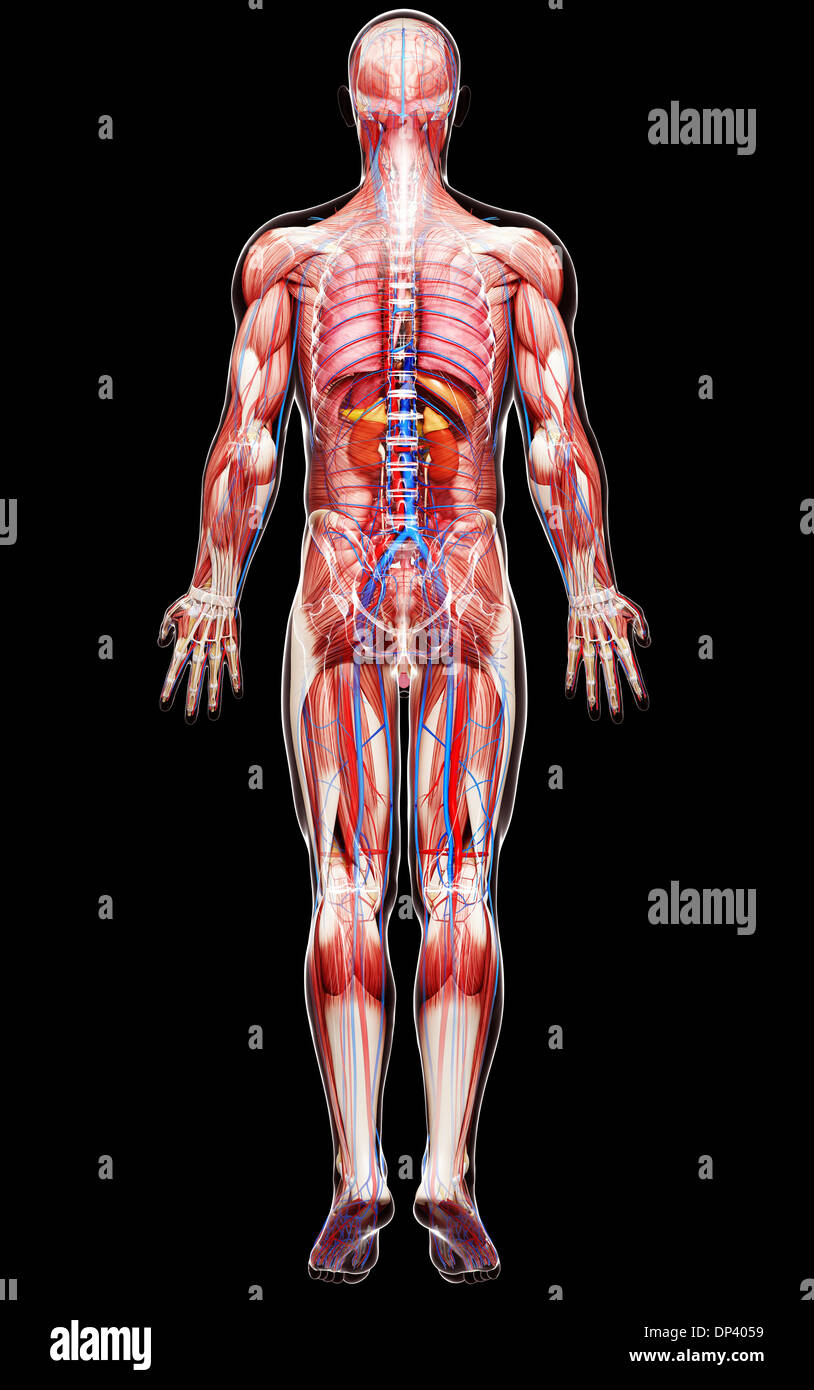 Male anatomy, artwork Stock Photo - Alamy