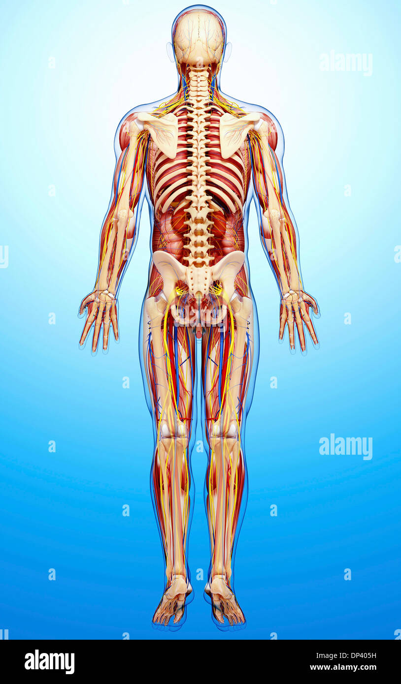 Rear view male pelvis sacrum hi-res stock photography and images - Alamy