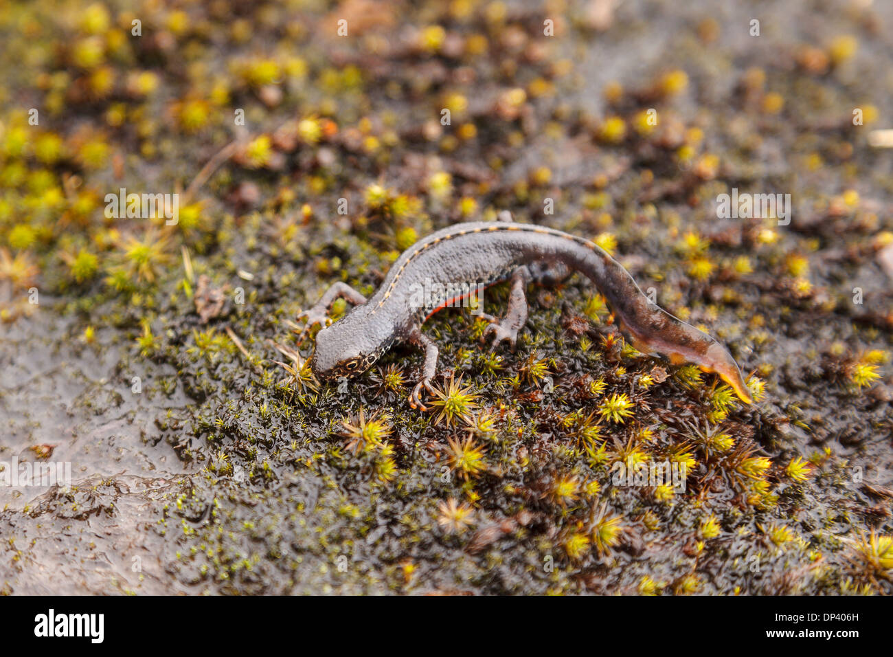 Lac triton hi-res stock photography and images - Alamy
