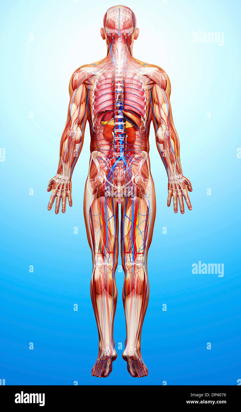 Male anatomy, artwork Stock Photo - Alamy