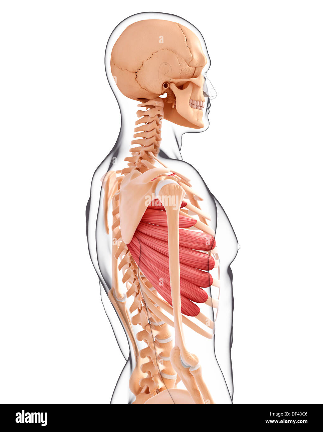 Human musculature, artwork Stock Photo - Alamy