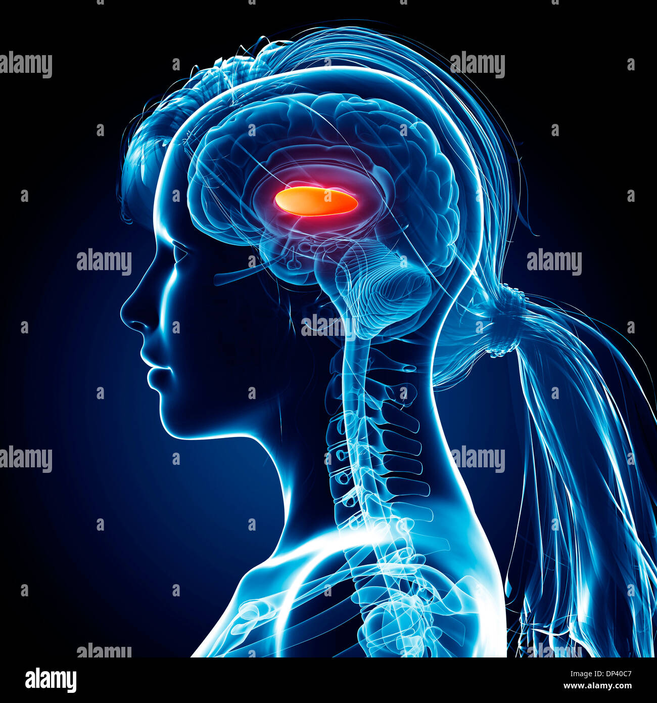 Female brain, artwork Stock Photo - Alamy