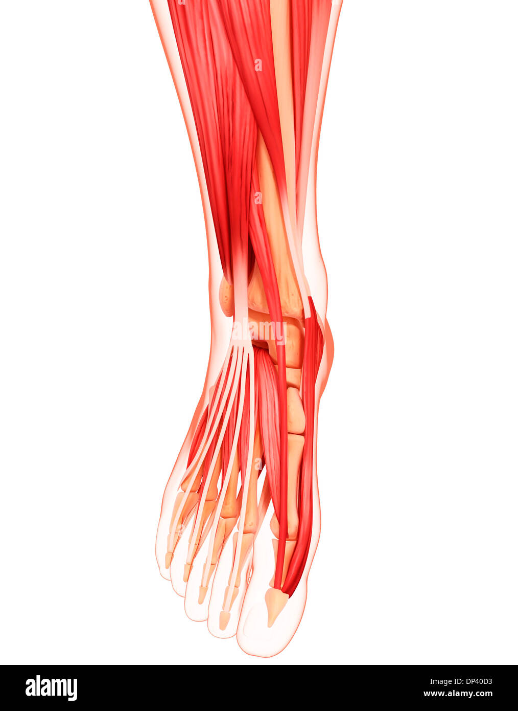 Human foot musculature, artwork Stock Photo - Alamy