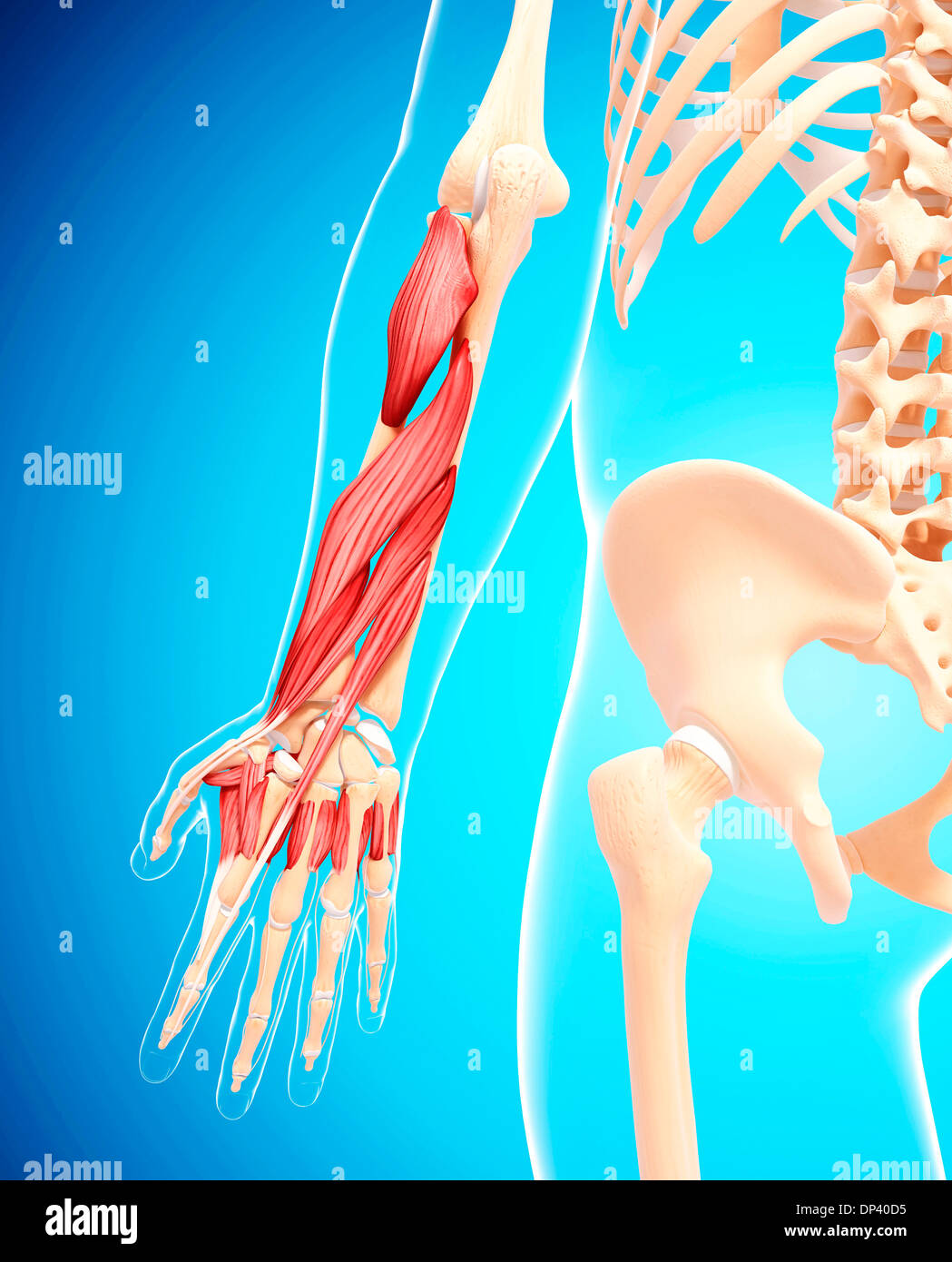 Human arm musculature, artwork Stock Photo - Alamy