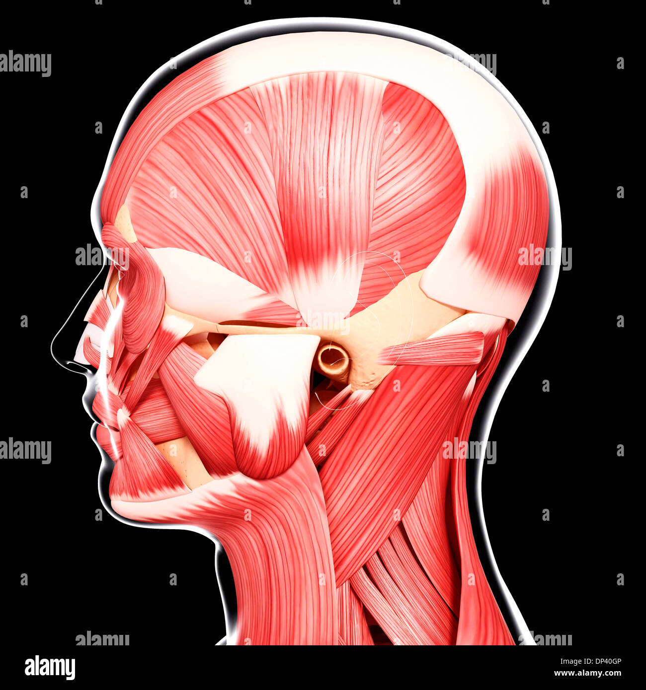 Risorius hi-res stock photography and images - Alamy