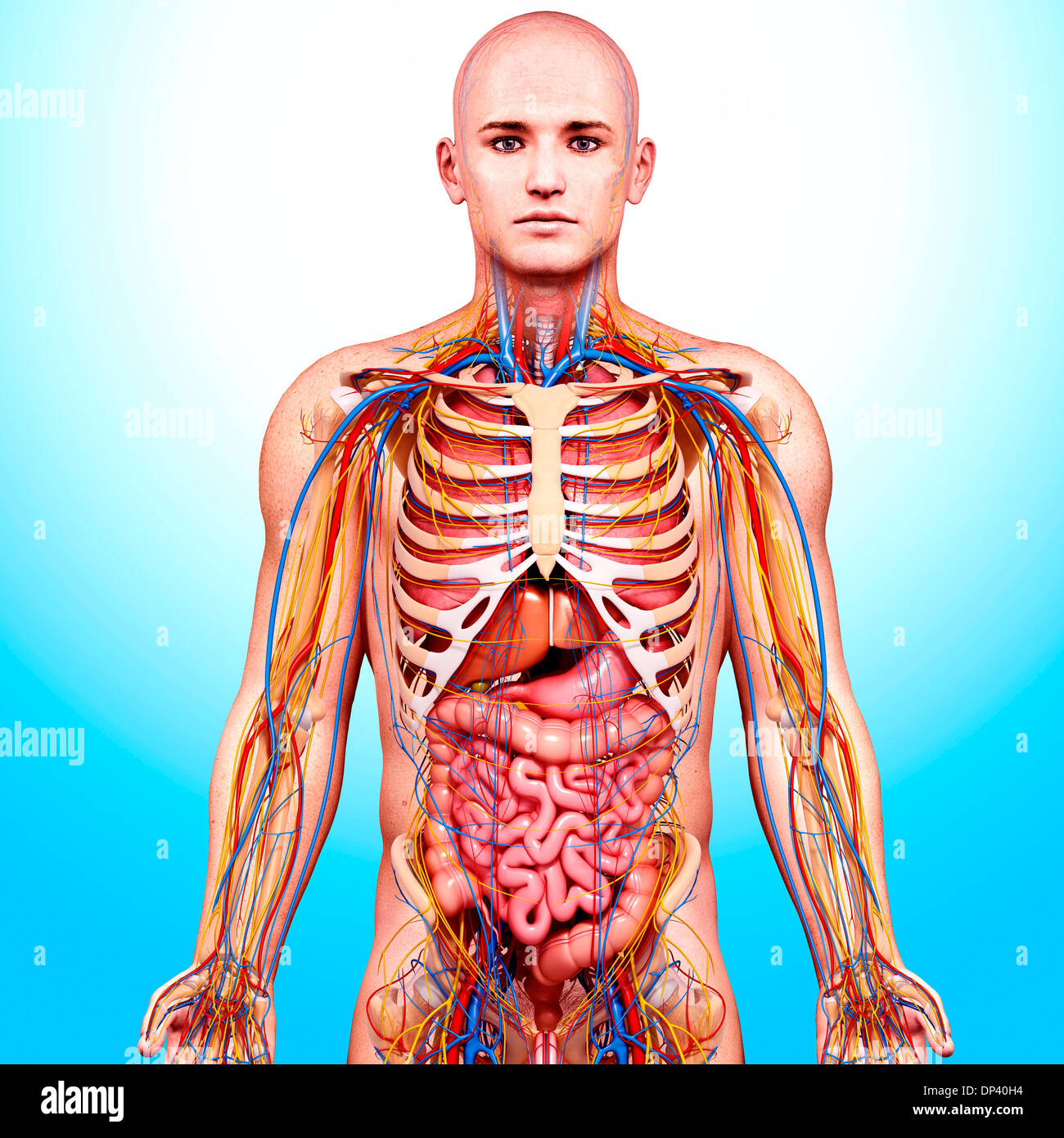 Male anatomy, artwork Stock Photo - Alamy