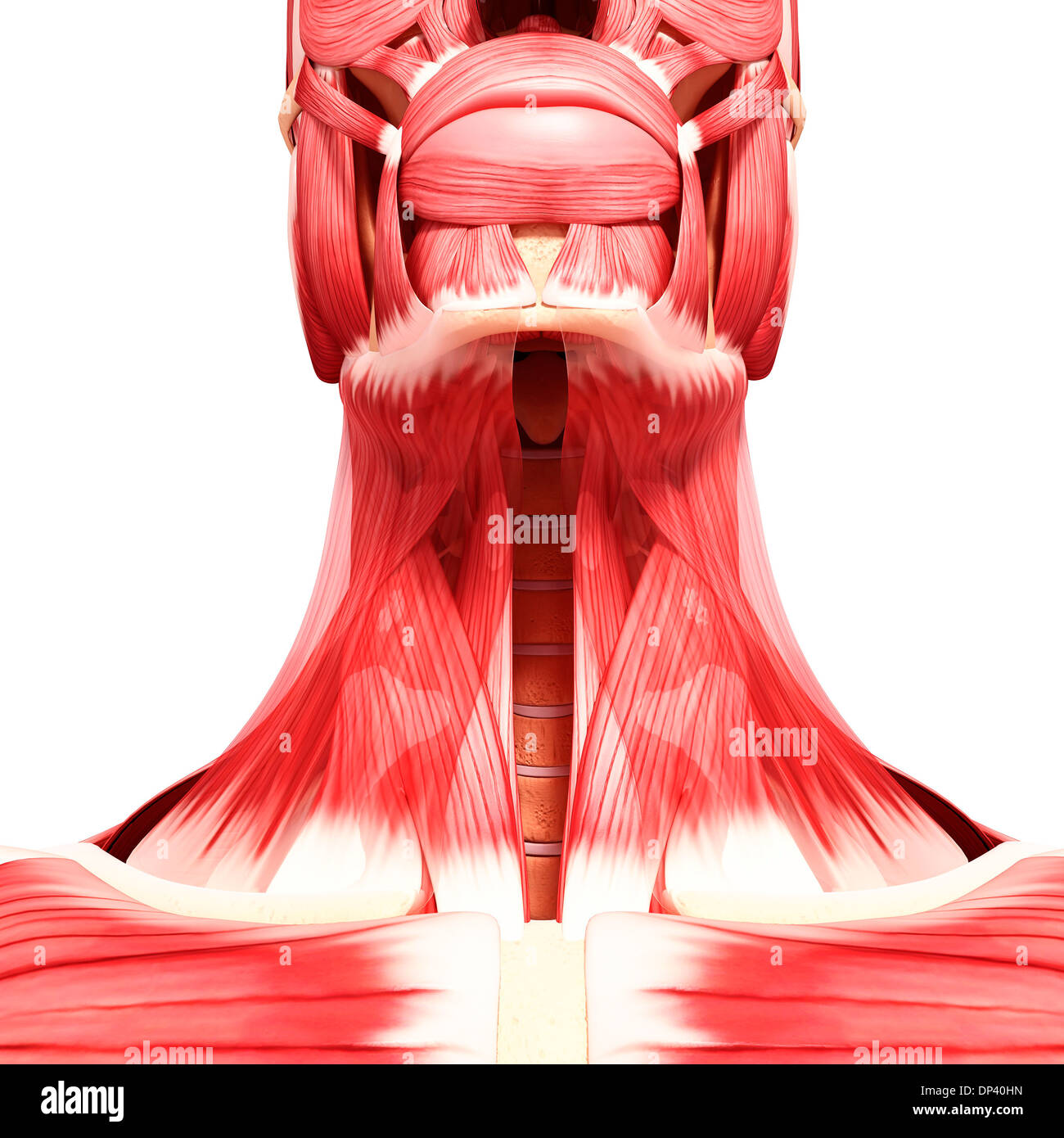 Human neck musculature, artwork Stock Photo - Alamy