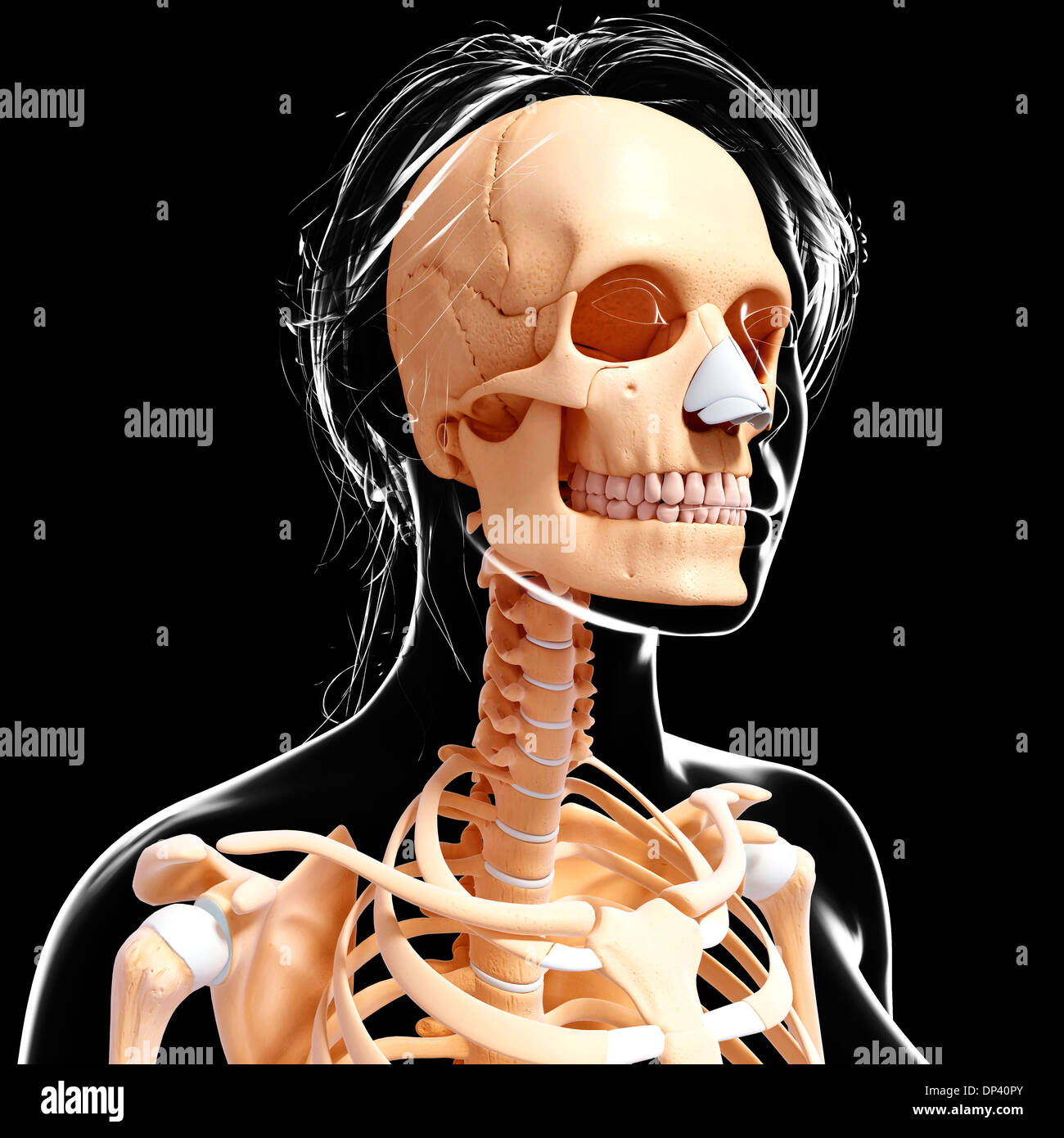 Female skeleton, artwork Stock Photo - Alamy