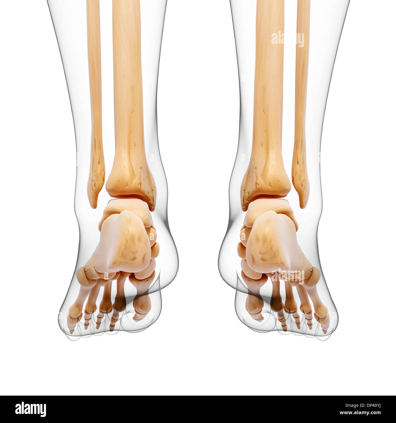 Tibia bones Cut Out Stock Images & Pictures - Alamy