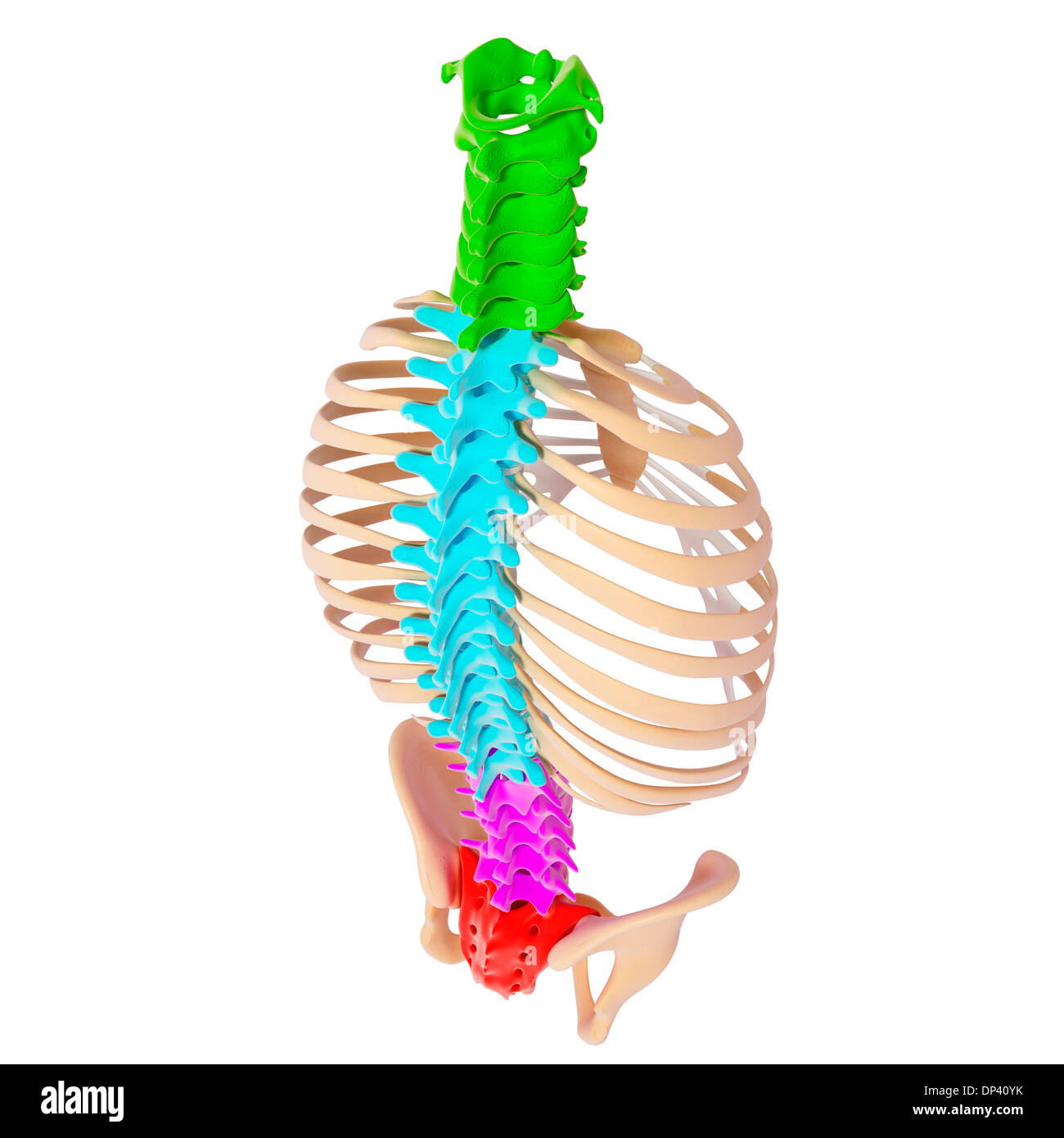 High spine hi-res stock photography and images - Alamy