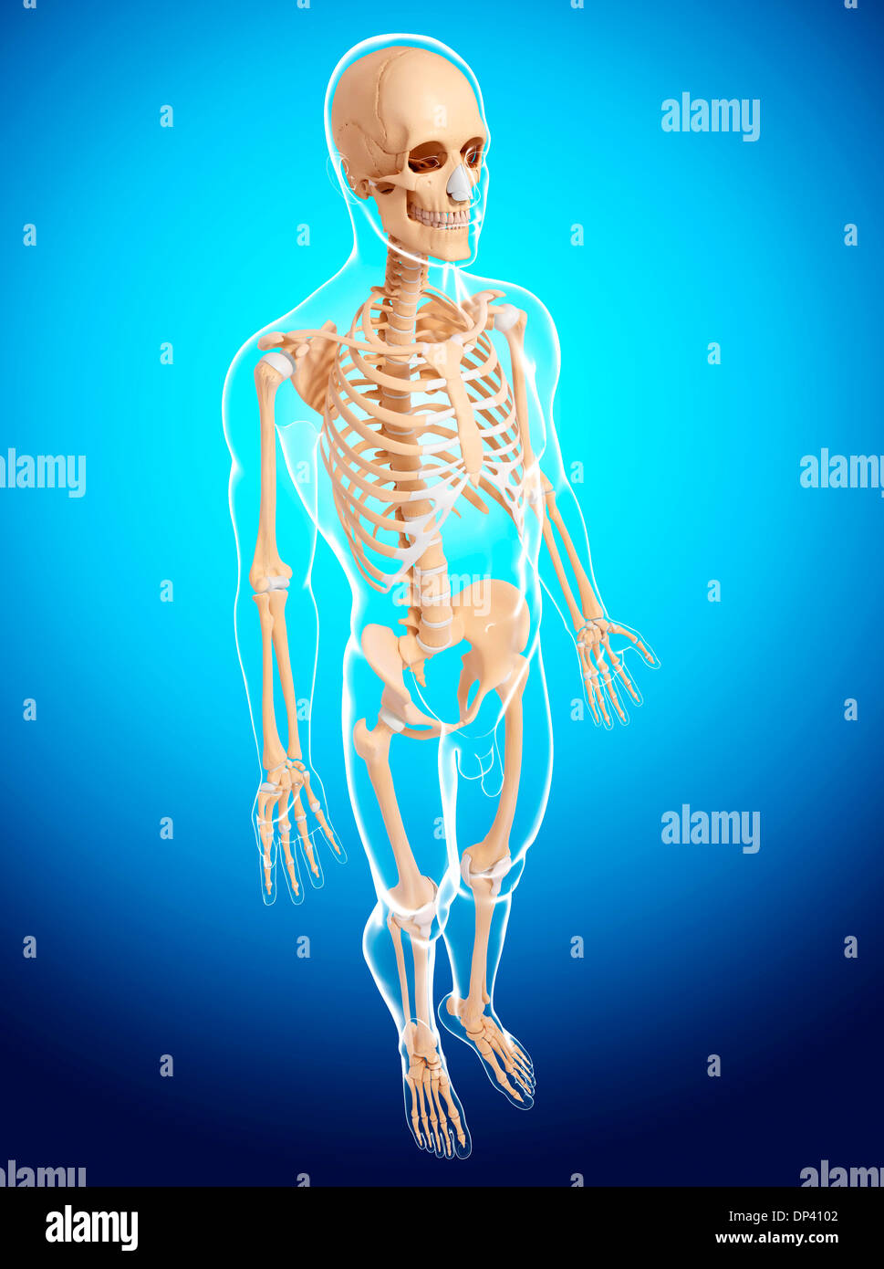 Man human skull three quarter view hi-res stock photography and images ...