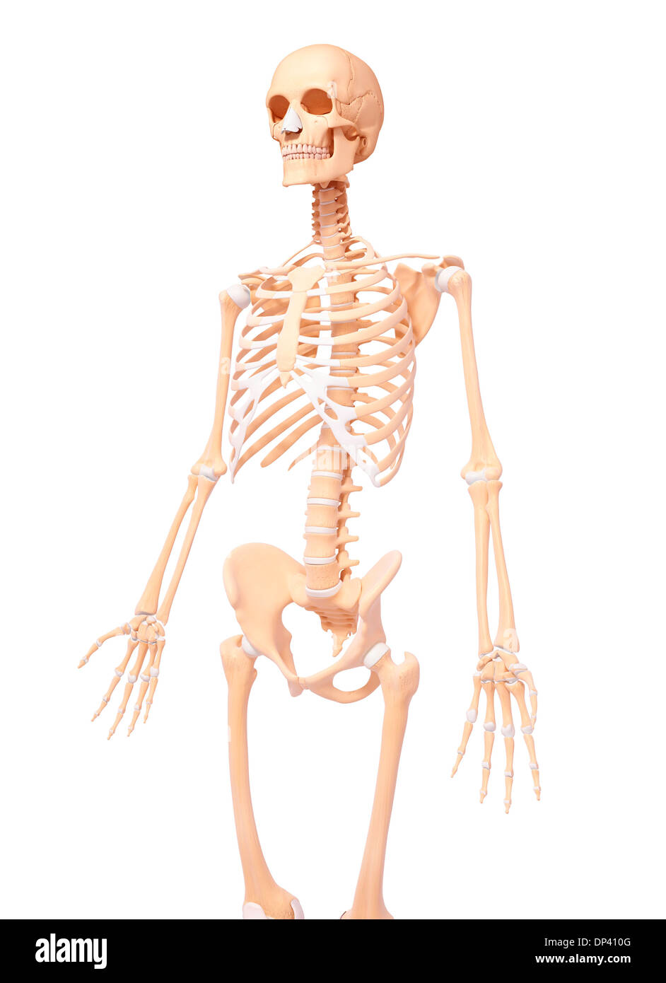 Human skeleton, artwork Stock Photo - Alamy