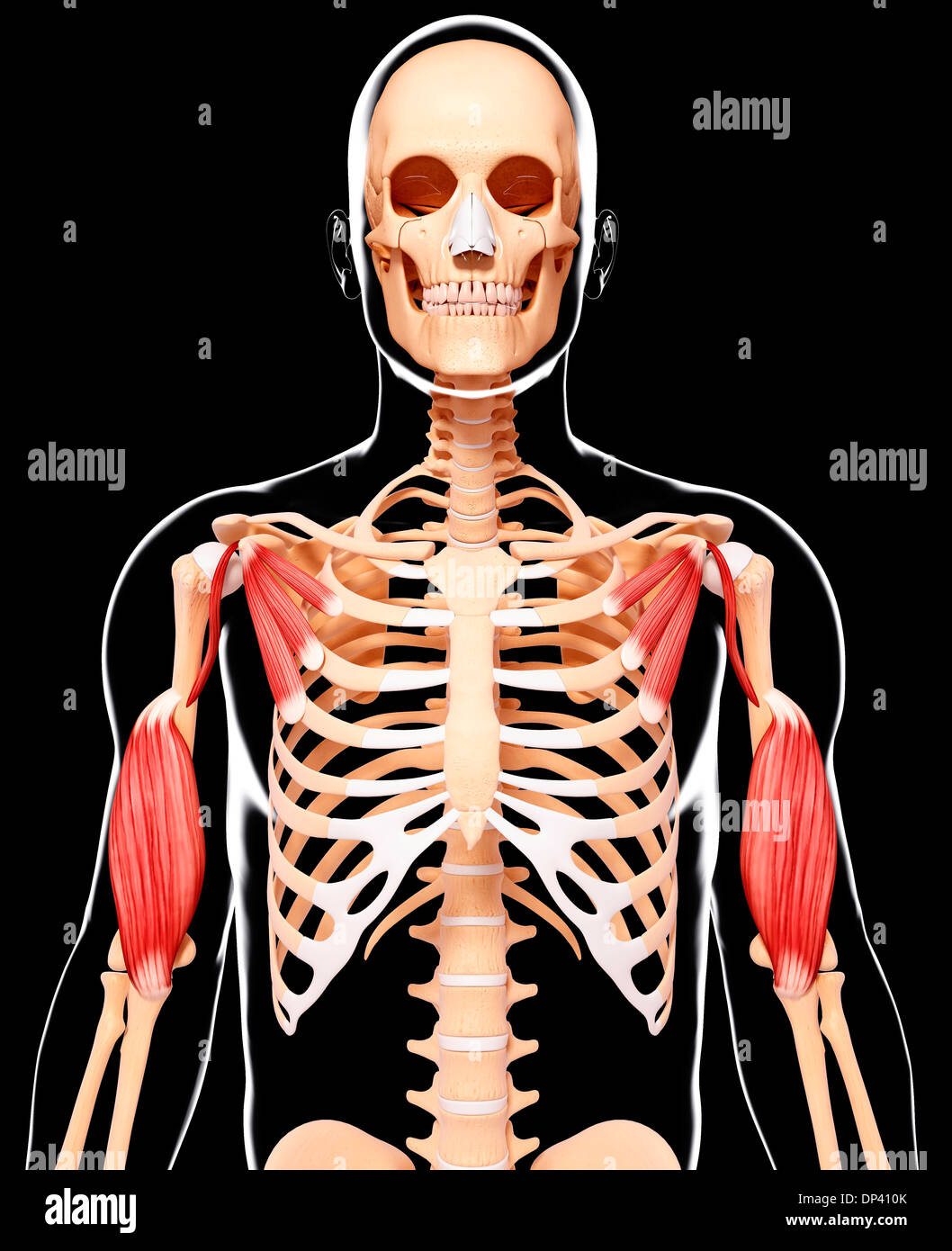 Human musculature, artwork Stock Photo - Alamy