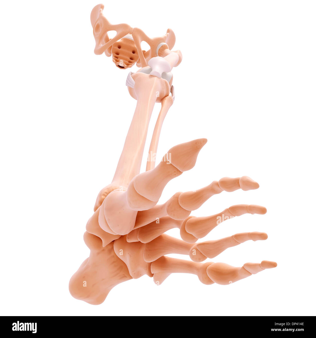 Human leg bones, artwork Stock Photo - Alamy