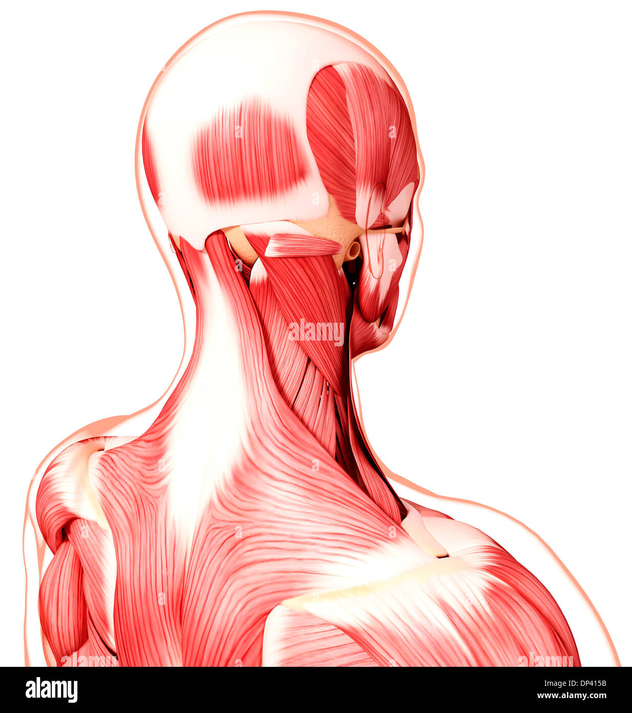 Human head musculature, artwork Stock Photo - Alamy