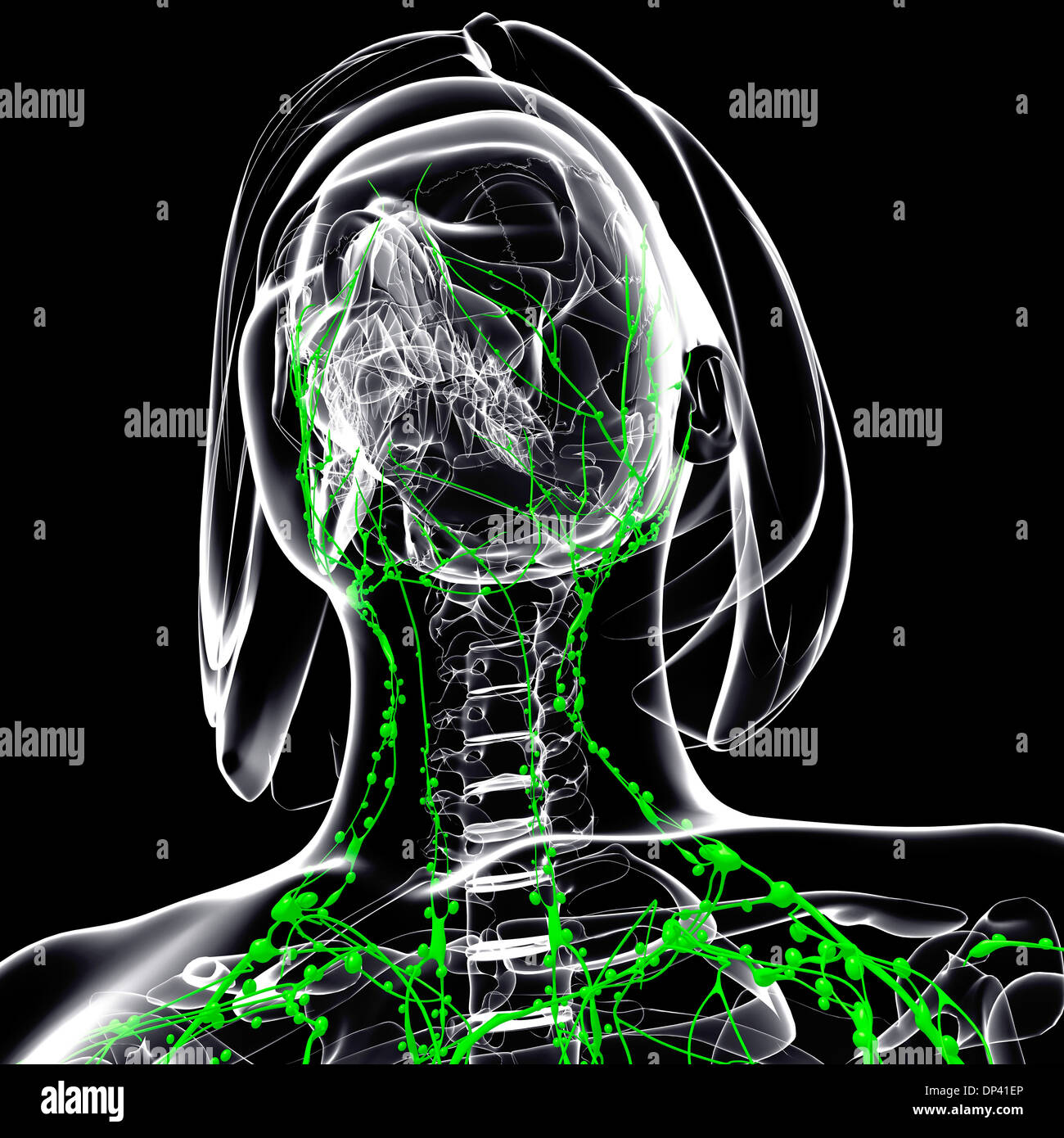 Female lymphatic system, artwork Stock Photo - Alamy