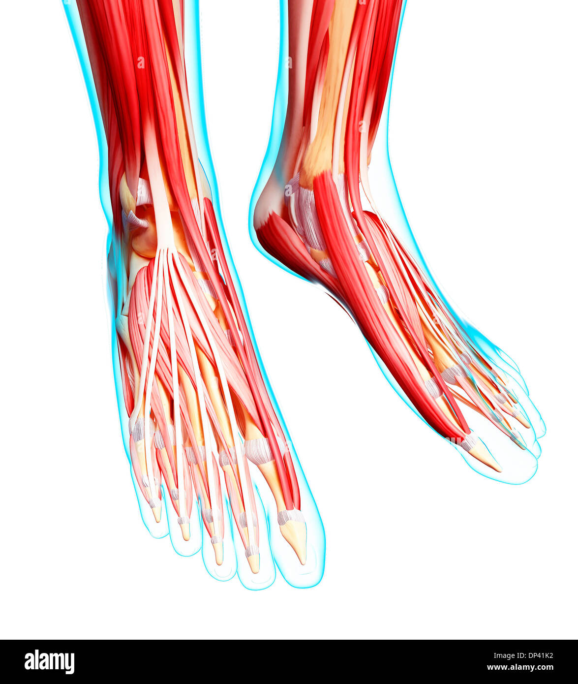 Muscle of the foot anterior view hi-res stock photography and images ...