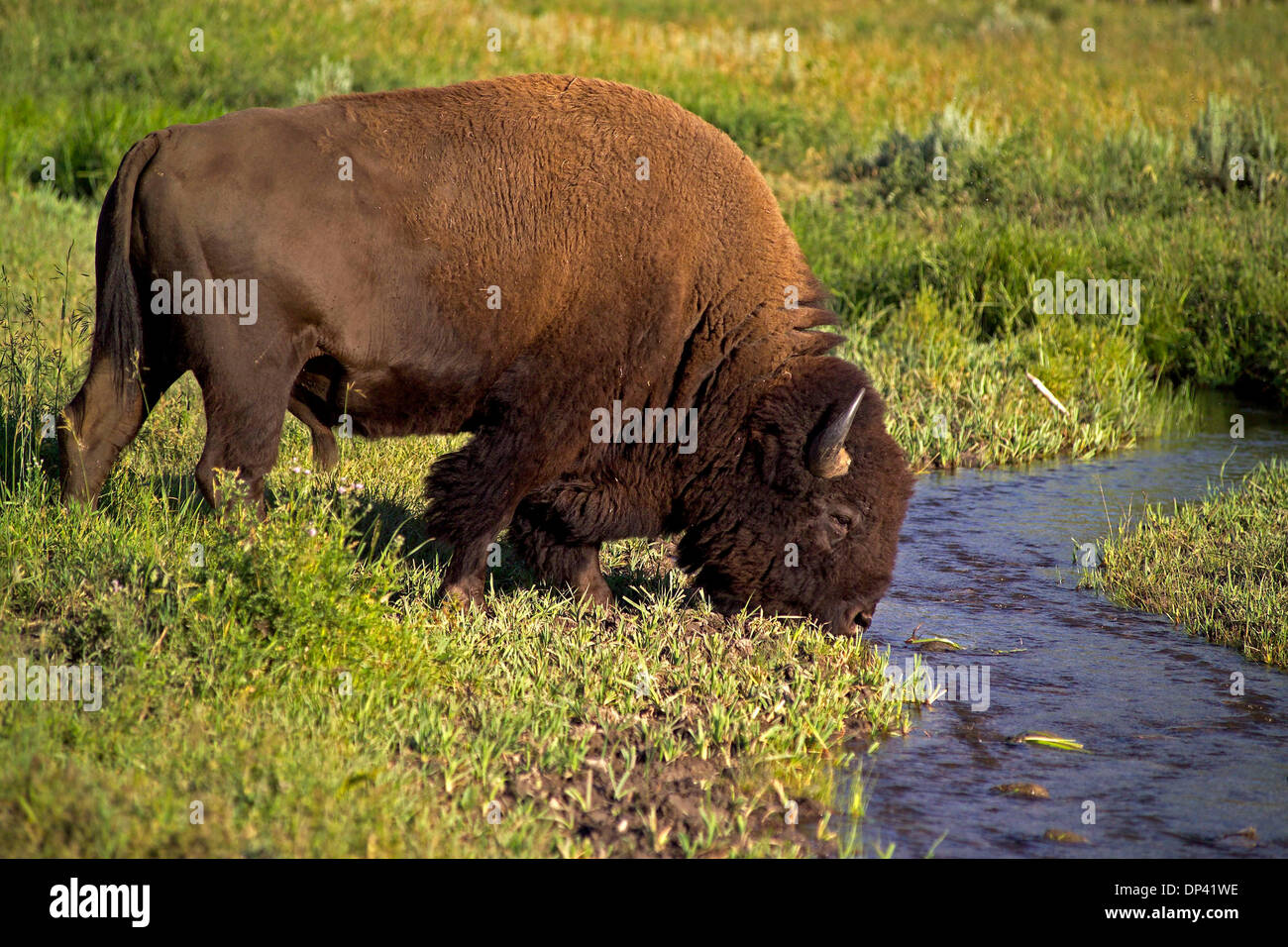 Jul 21, 2006; Jackson Hole, Wyoming, USA; A Bison, often referred to as ...