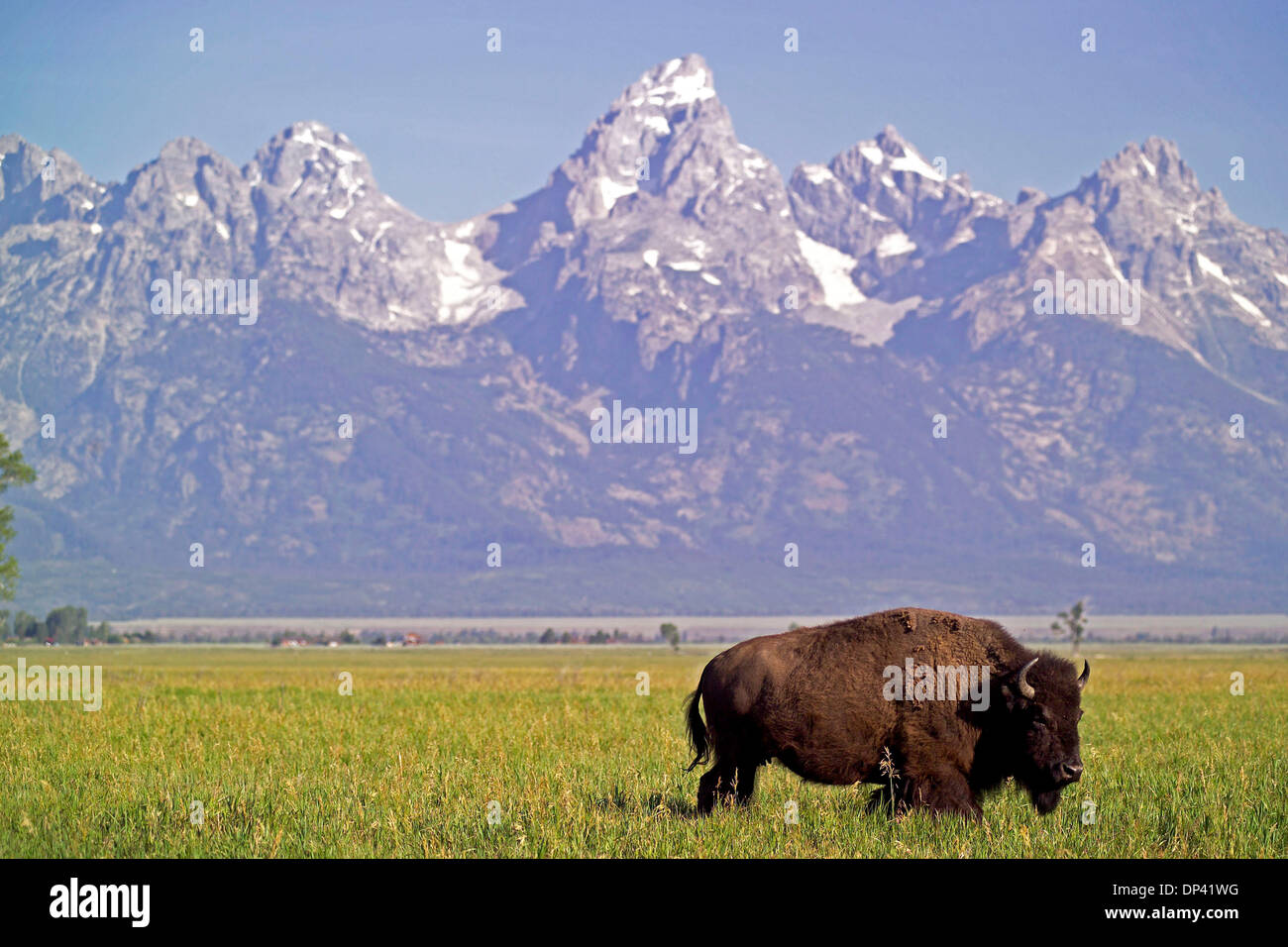 Jul 21, 2006; Jackson Hole, Wyoming, USA; A Bison, often referred to as ...