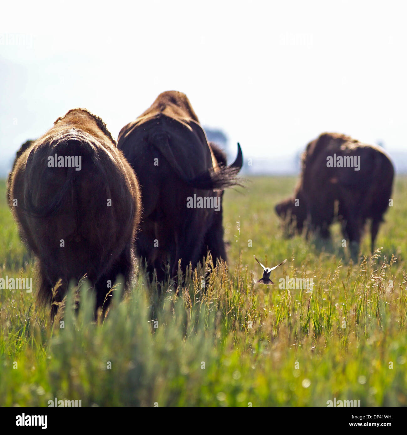 Jul 21, 2006; Jackson Hole, Wyoming, USA; A bird chases after 3 Bison ...