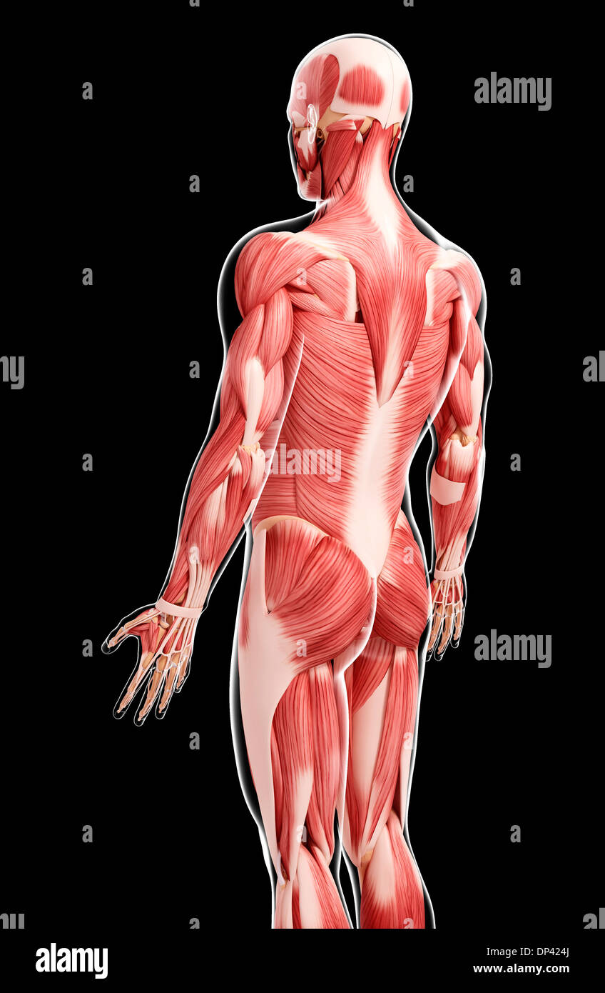 Human musculature, artwork Stock Photo - Alamy