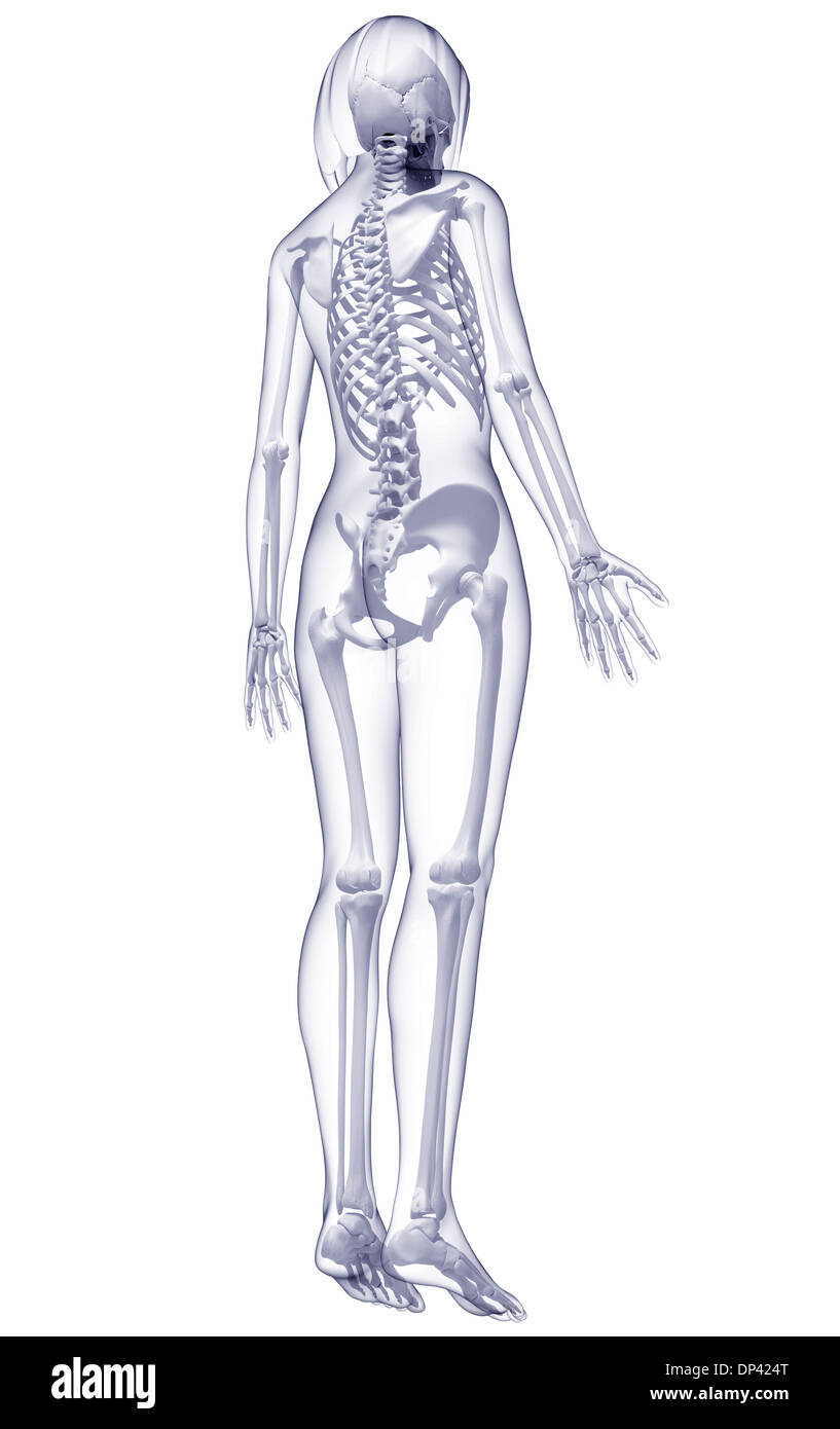Female skeleton, artwork Stock Photo - Alamy