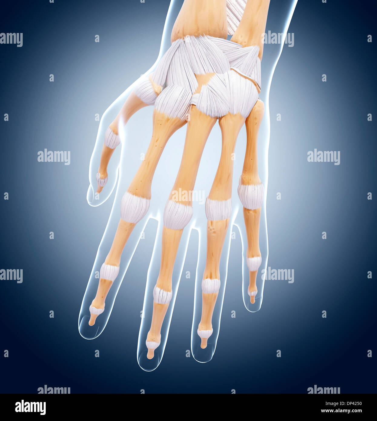 Human hand bones, artwork Stock Photo - Alamy