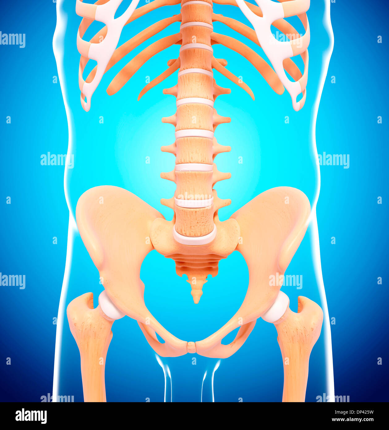 Human pelvic bones, artwork Stock Photo - Alamy