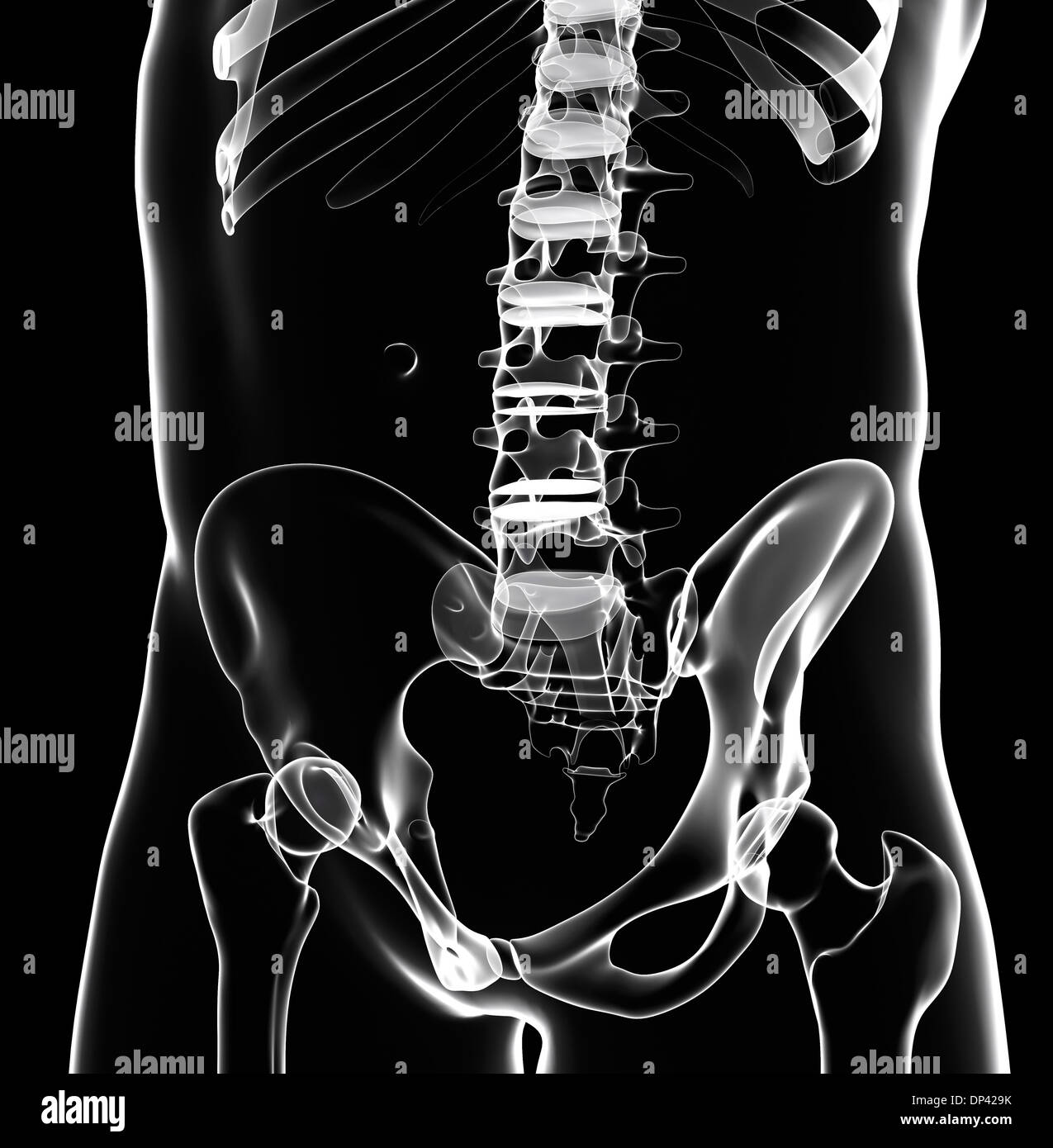 Human pelvic bones, artwork Stock Photo - Alamy