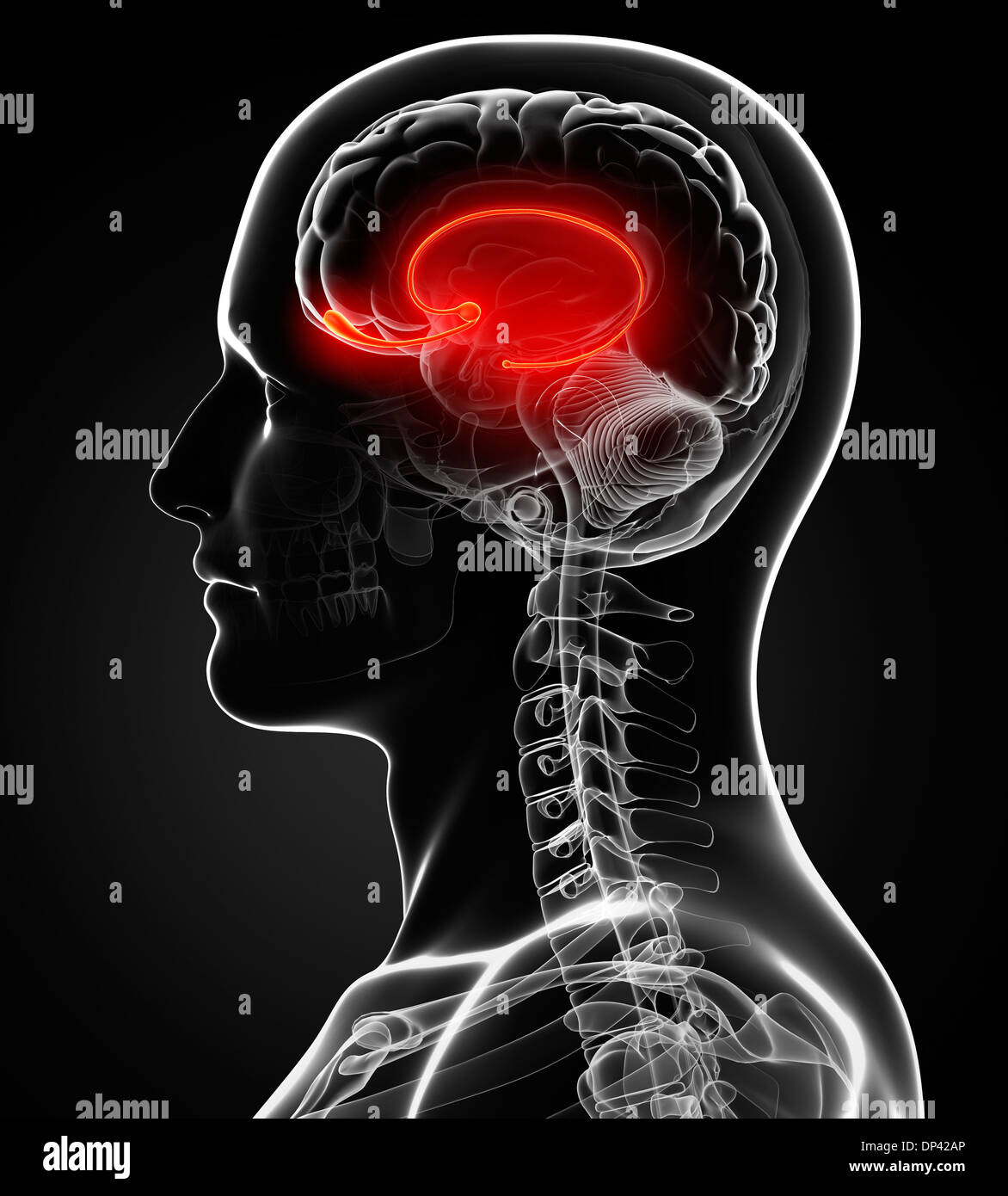 Male brain, artwork Stock Photo - Alamy