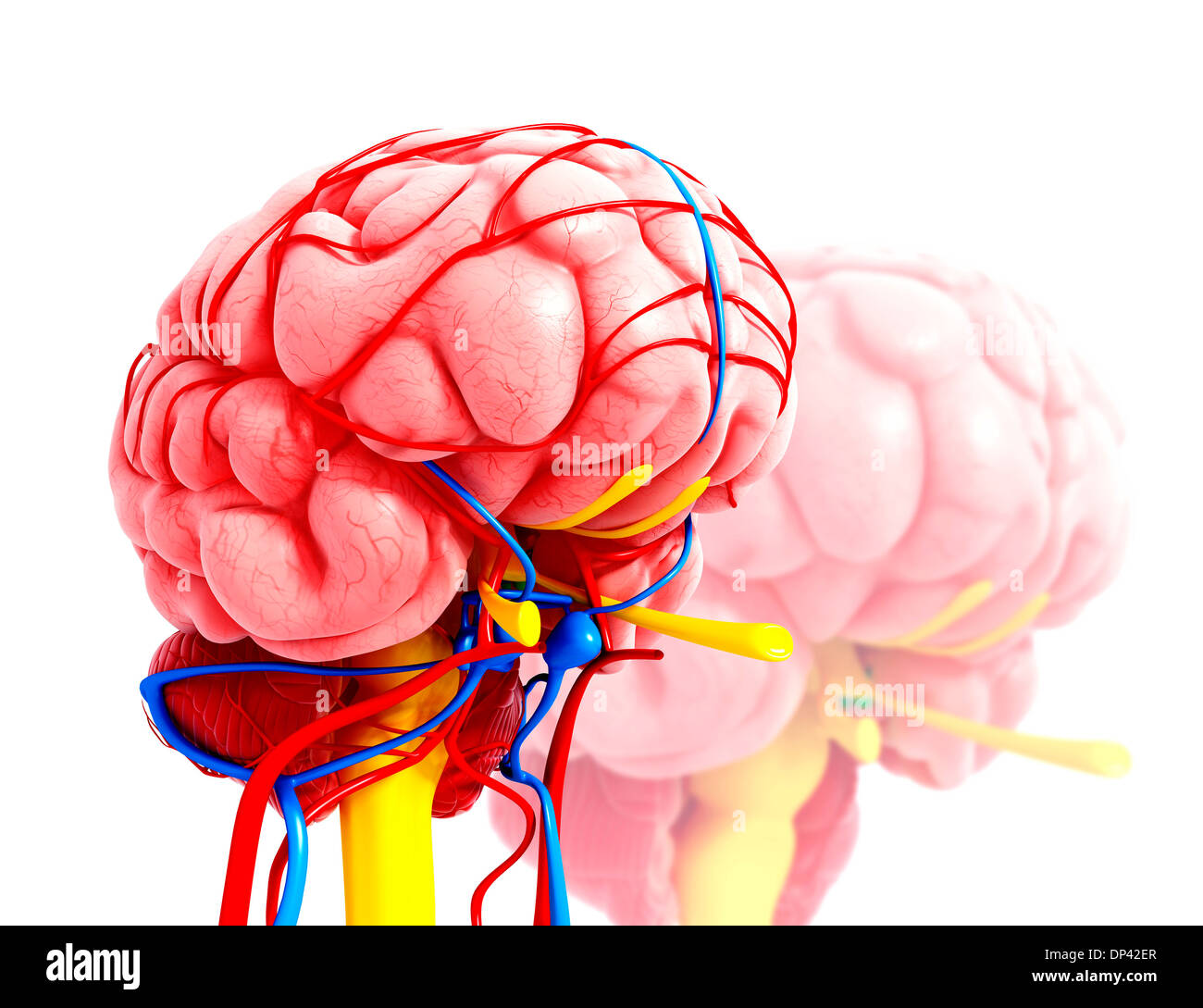 Human brain anatomy, artwork Stock Photo - Alamy