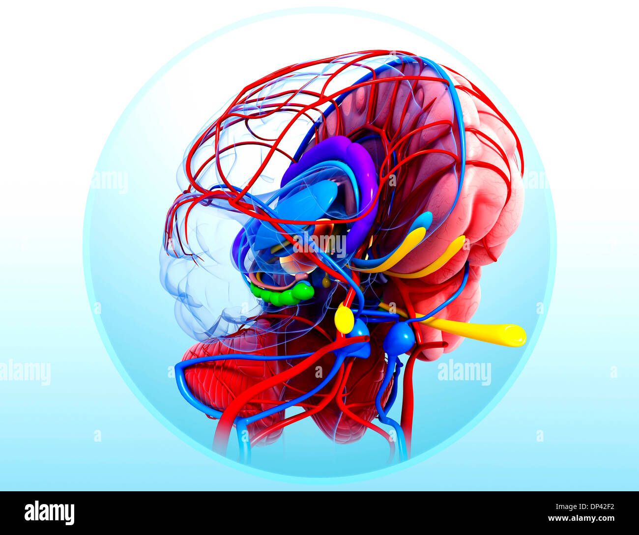 Human brain anatomy, artwork Stock Photo - Alamy